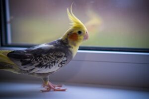 How Do Cockatiels Sleep? – Childhoodpets.com