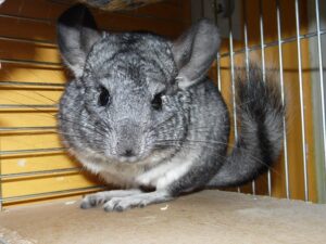 Are Chinchillas Aggressive – Childhoodpets.com