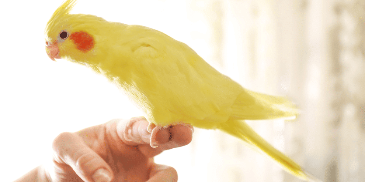 How To Teach Your Cockatiel To Go On Your Finger – Childhoodpets.com