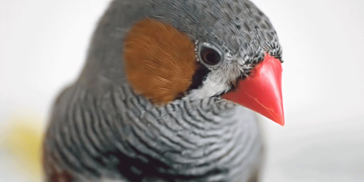 How can you tell if a finch is happy or sad? – Childhoodpets.com