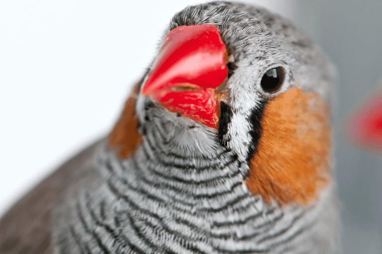 How long do finches live? Details of common species – Childhoodpets.com