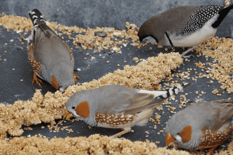 How often should pet finches eat? – Childhoodpets.com