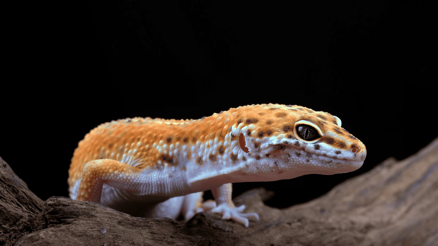 Are Leopard Geckos Friendly? – Childhoodpets.com