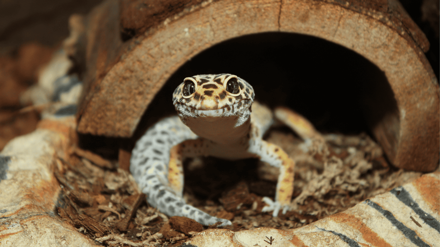 Are leopard geckos expensive to keep? – Childhoodpets.com