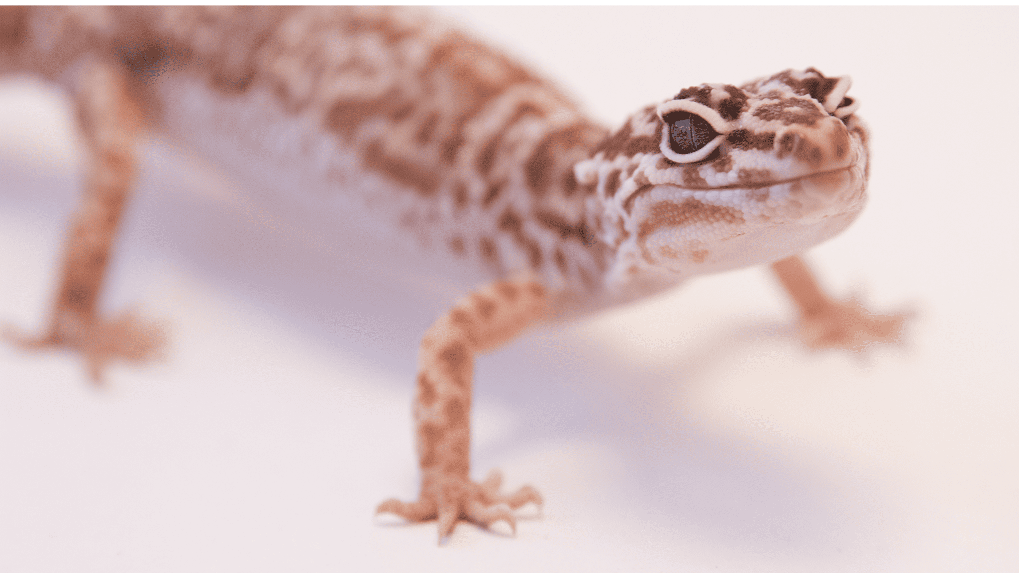 Are Leopard Geckos Sensitive to Sound? – Childhoodpets.com