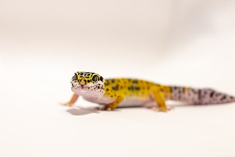 Leopard Gecko Dying Signs – Childhoodpets.com