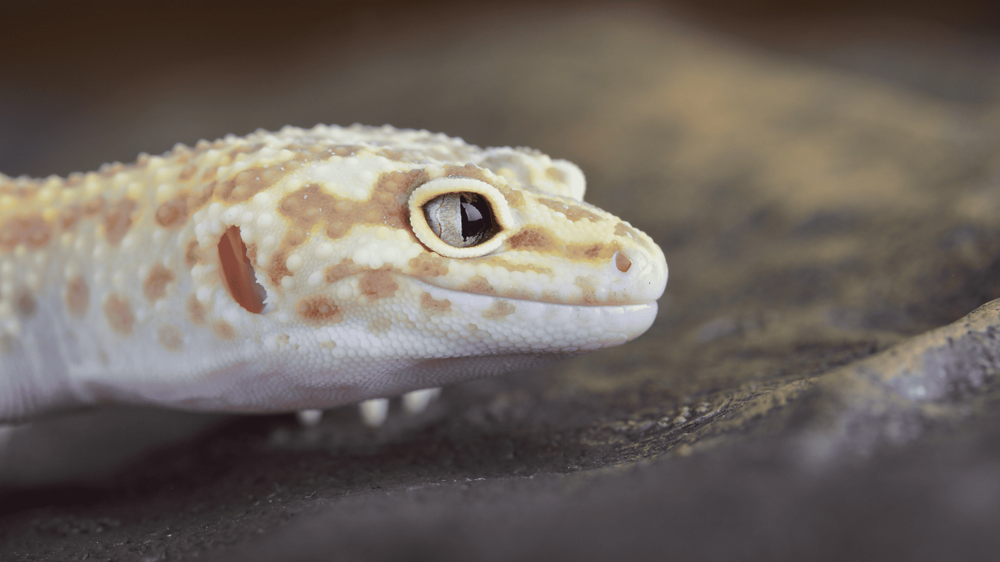How to Tell if Your Leopard Gecko Is Male or Female? – Childhoodpets.com