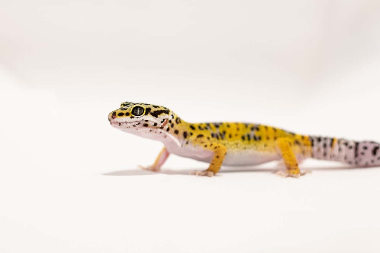 How Often Should You Hold Your Leopard Gecko? – Childhoodpets.com