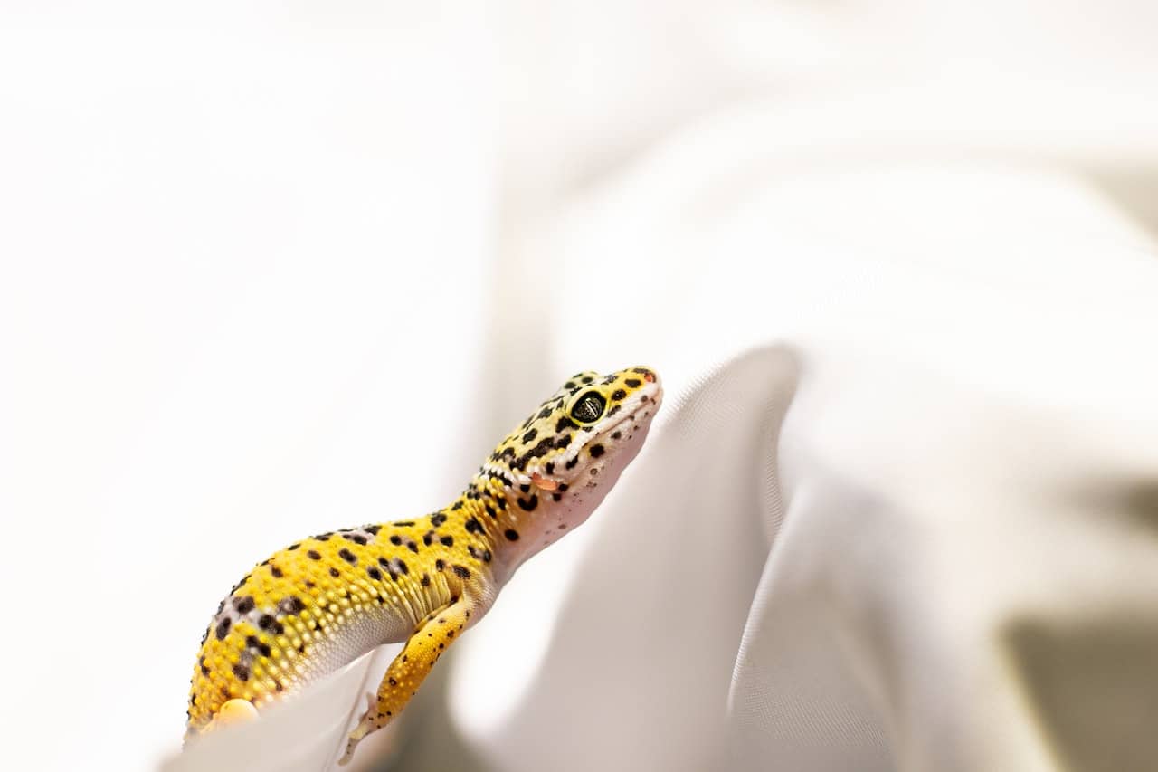 How Do Leopard Geckos Show Affection? – Childhoodpets.com