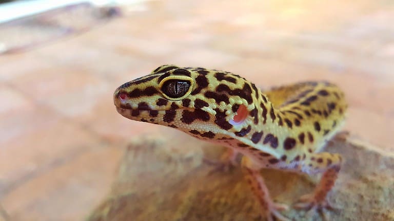 Do Leopard Geckos Have Teeth? – Childhoodpets.com