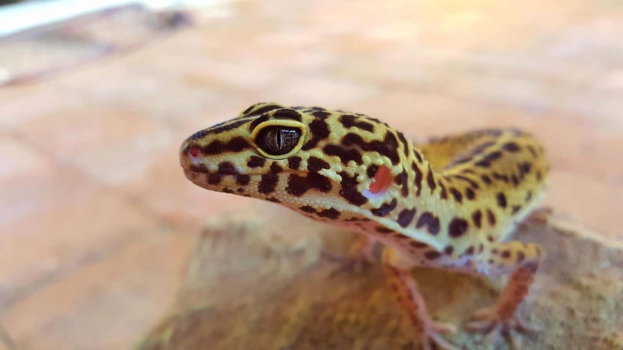 Do Leopard Geckos Have Teeth? – Childhoodpets.com