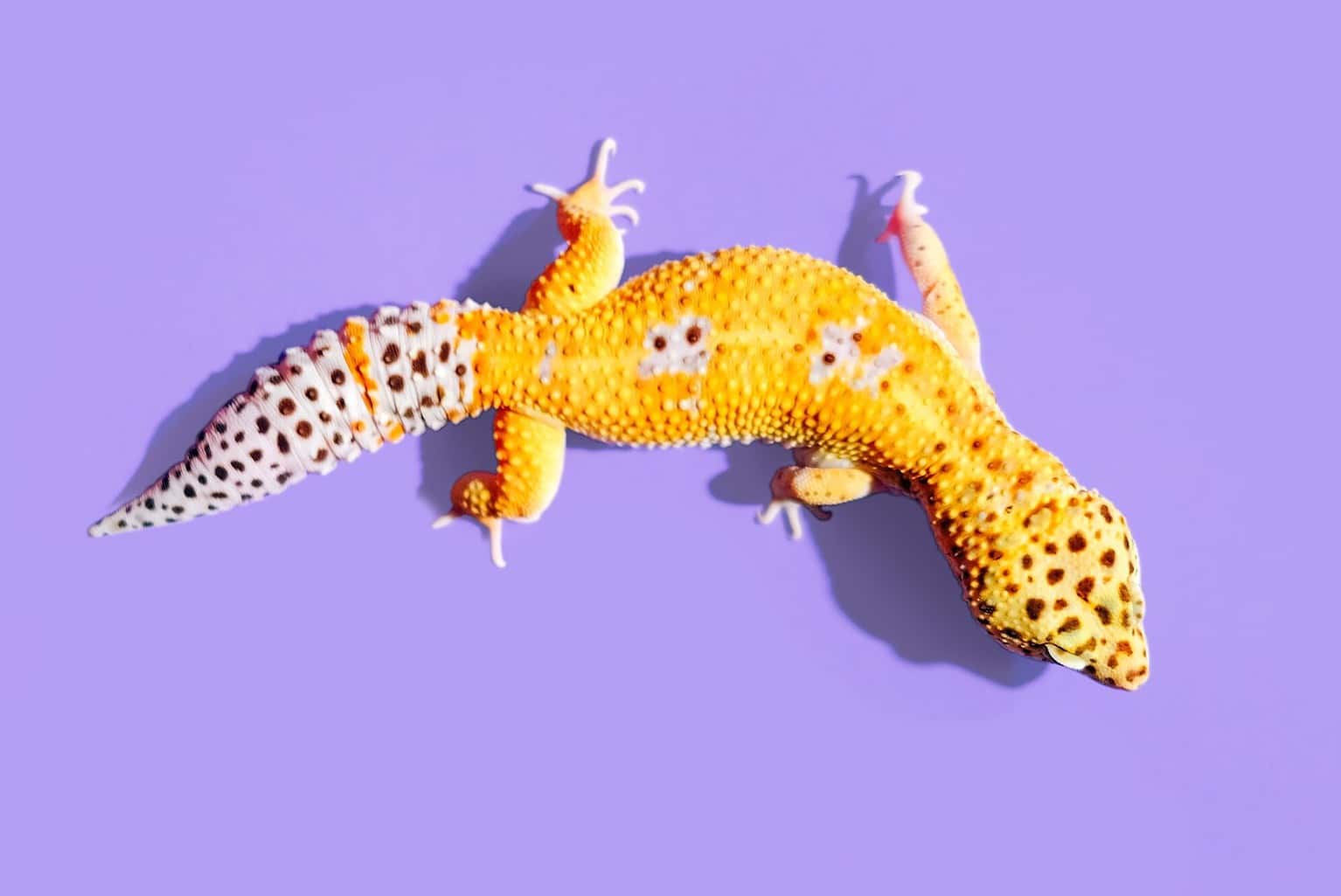 A Closer Look at Leopard Geckos Morphs and Colors? – Childhoodpets.com