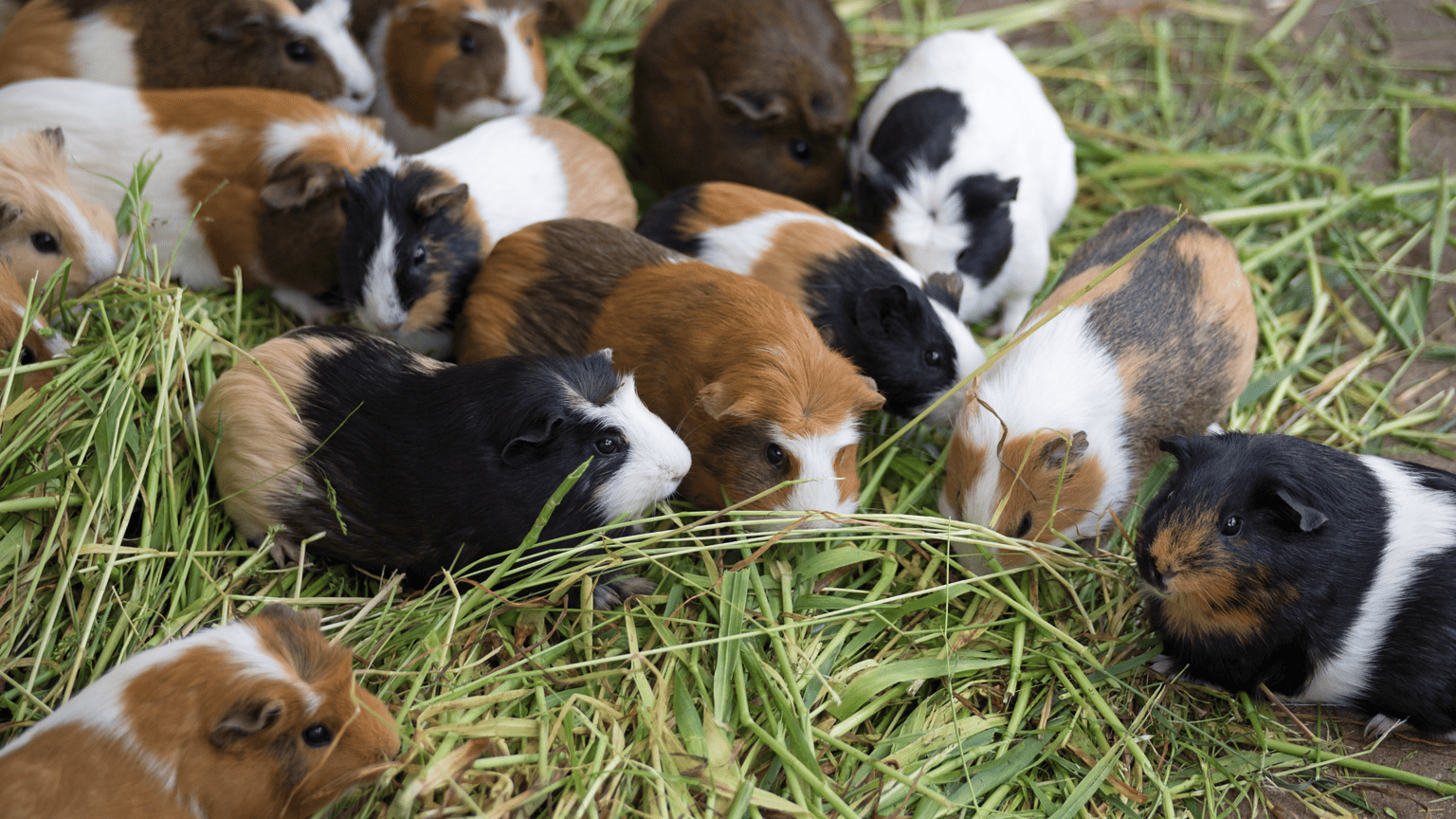 Guinea Pig Care Guide for Beginners – Childhoodpets.com