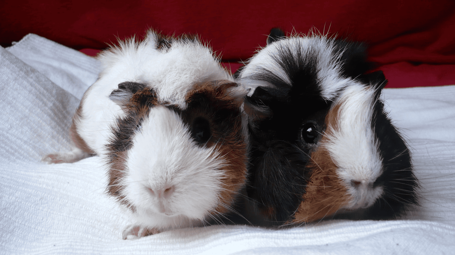 A Guide to Guinea Pig Breeds: Choose Your Perfect Match – Childhoodpets.com
