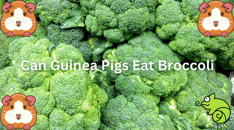Can Guinea Pigs Eat Broccoli? – Childhoodpets.com