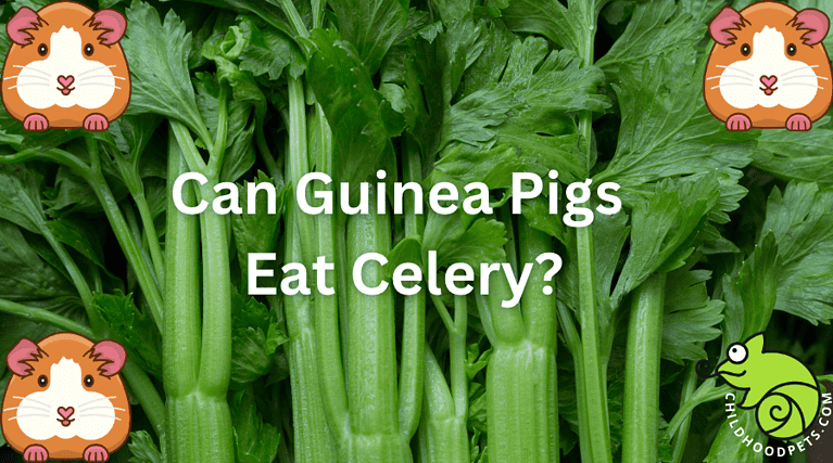 Can Guinea Pigs Eat Celery? – Childhoodpets.com