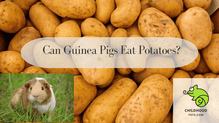 Can Guinea Pigs Eat Potatoes? – Childhoodpets.com
