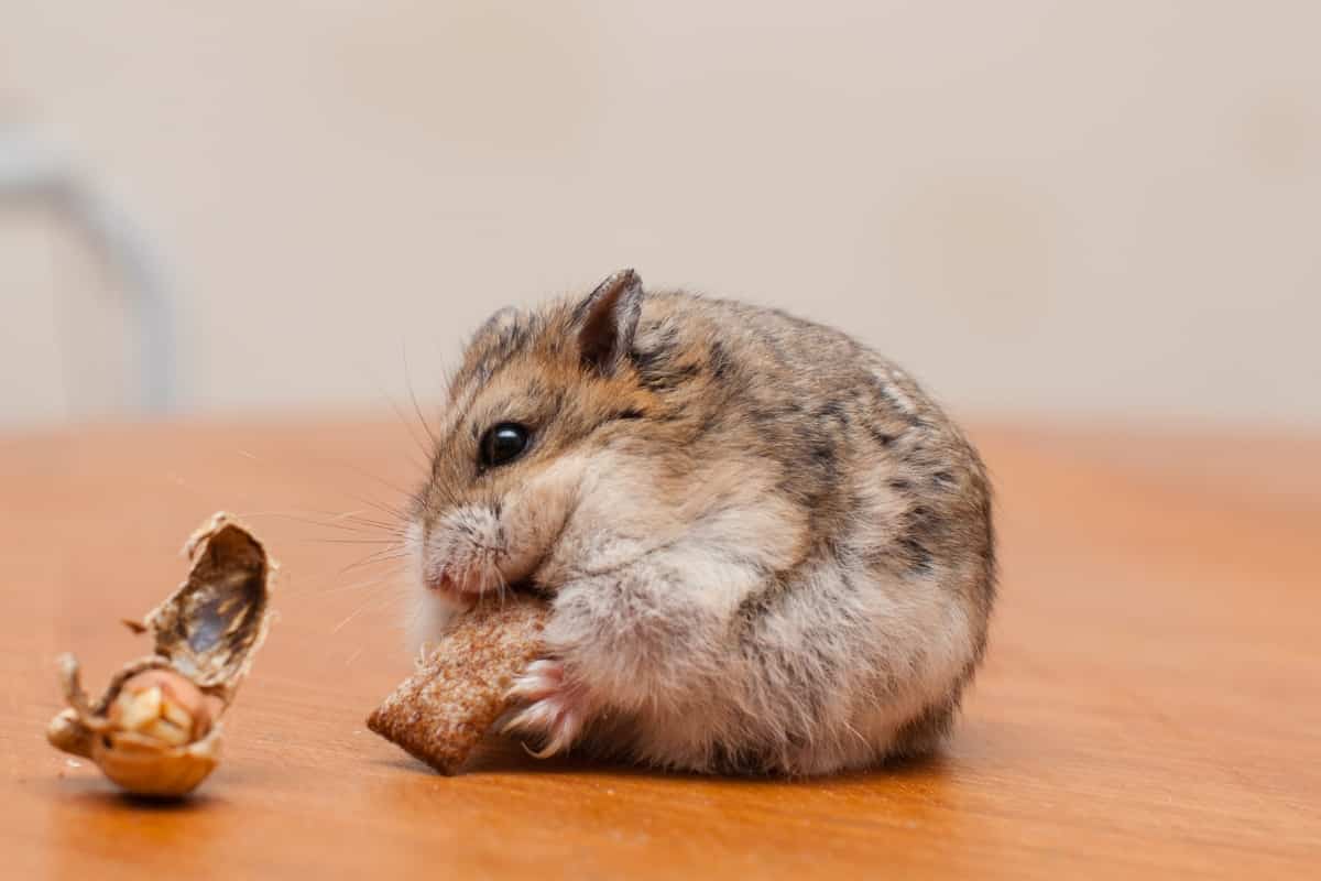 What Is Hamster’s Favorite Food? – Childhoodpets.com