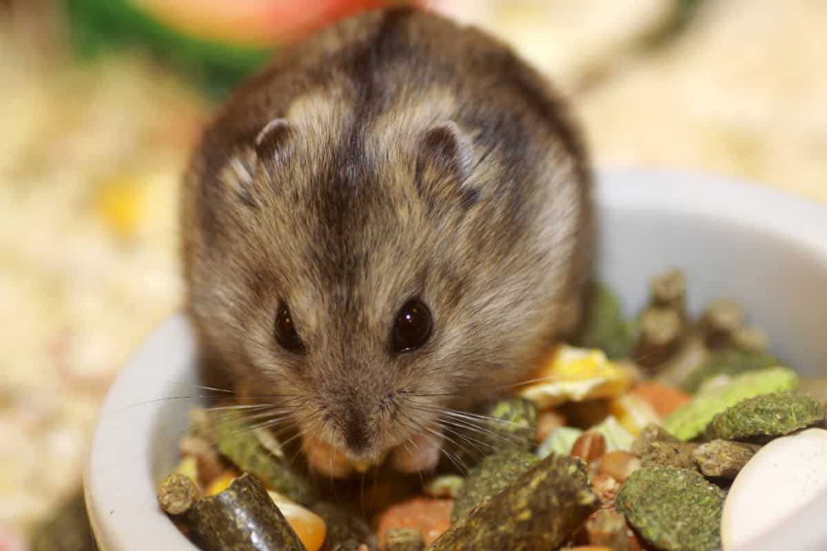 What Is Hamster’s Favorite Food? – Childhoodpets.com