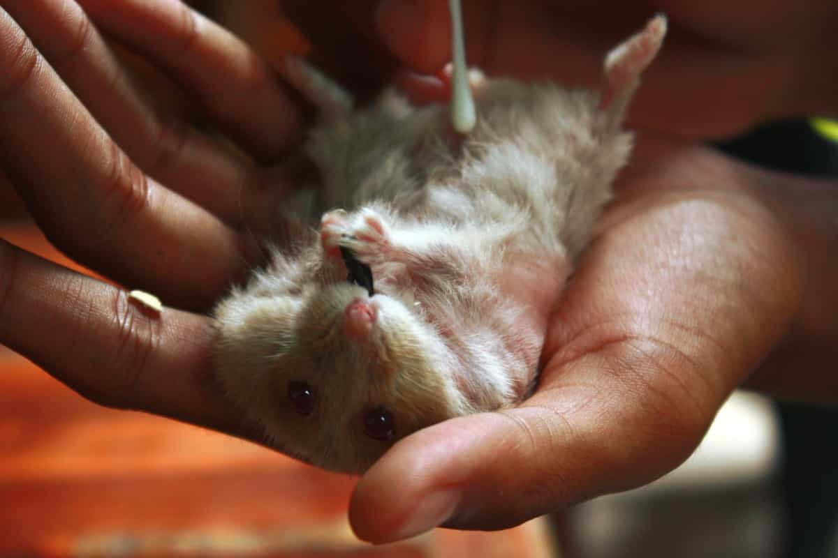 Do Hamsters Need Baths? – Childhoodpets.com