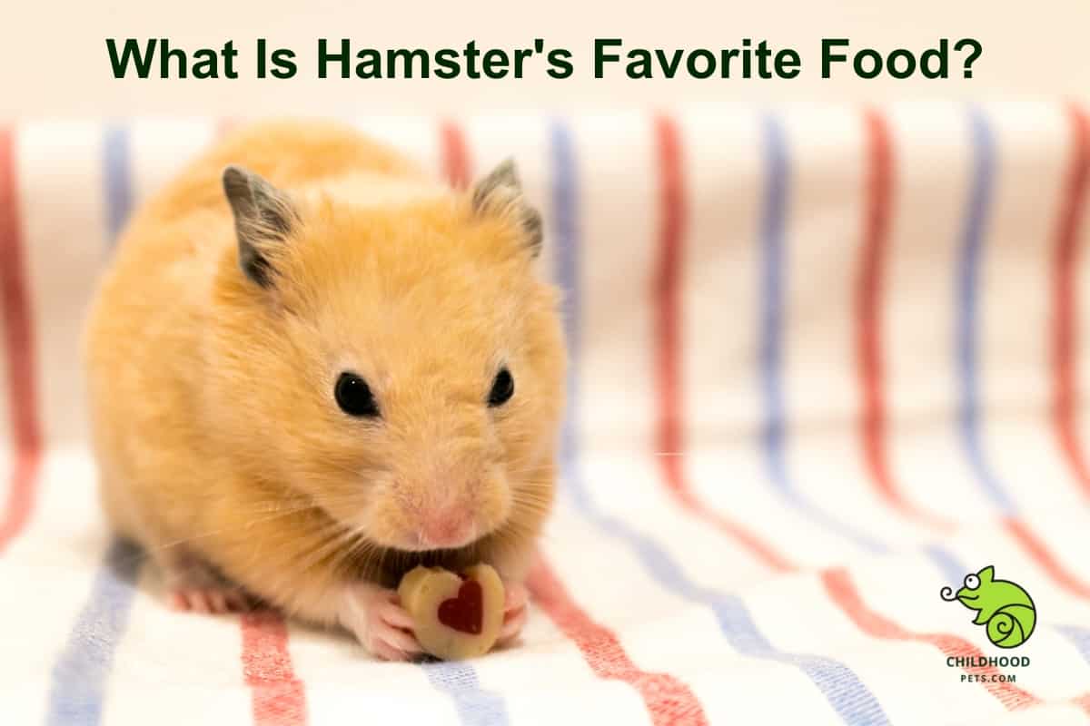 What Is Hamster’s Favorite Food? – Childhoodpets.com