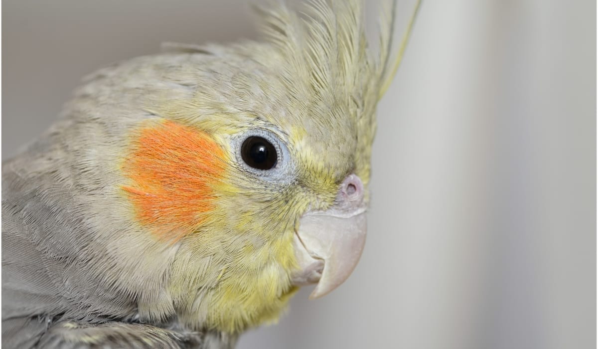 When Do Cockatiels Molt? – Childhoodpets.com