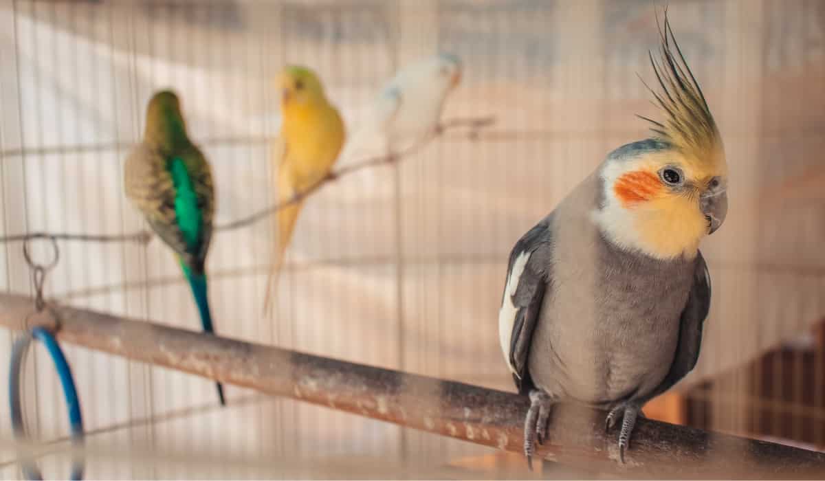 The Right Cockatiel Cage Size: A Vet’s Guide – Childhoodpets.com