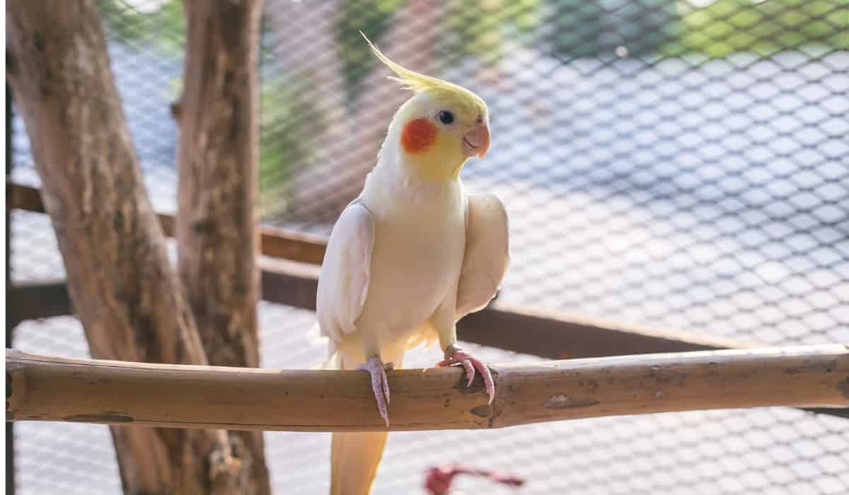 The Right Cockatiel Cage Size: A Vet’s Guide – Childhoodpets.com