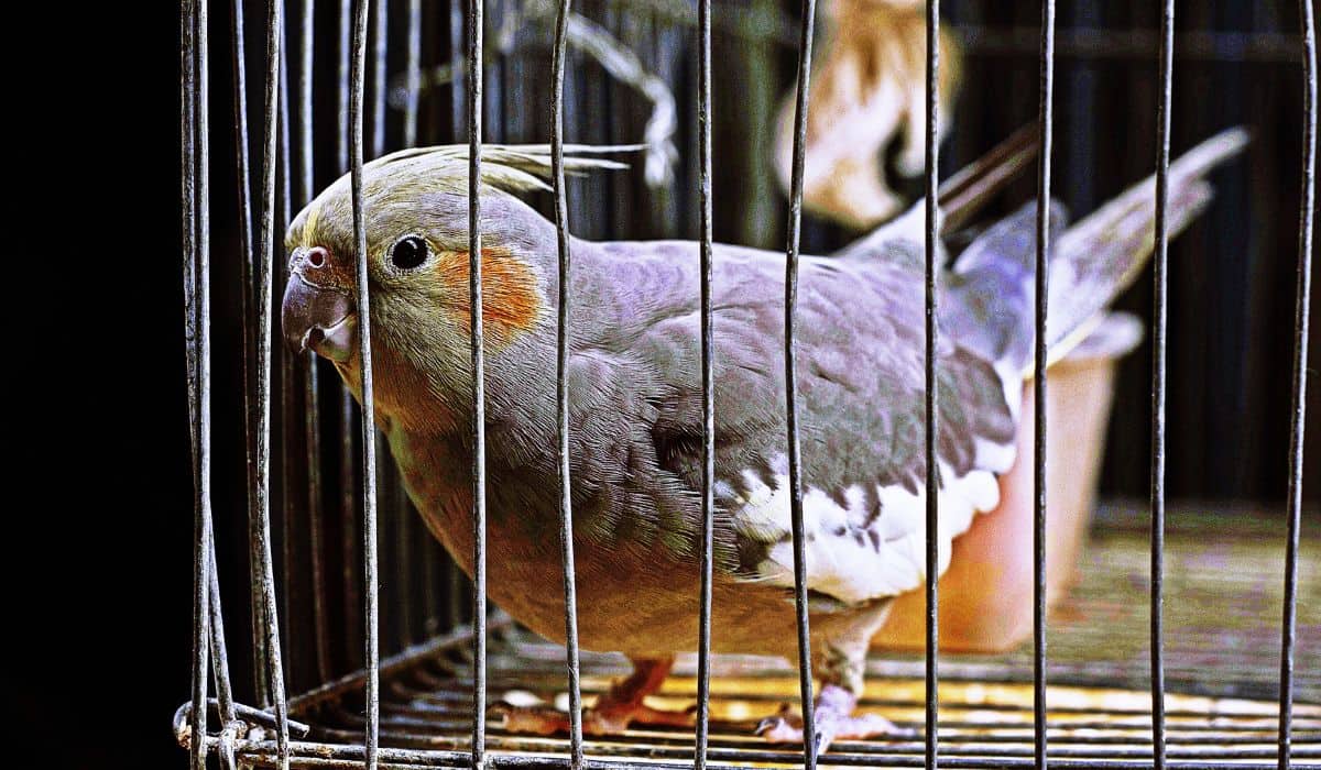 Proper Cage Setup for Cockatiels – A Vet’s Guide – Childhoodpets.com
