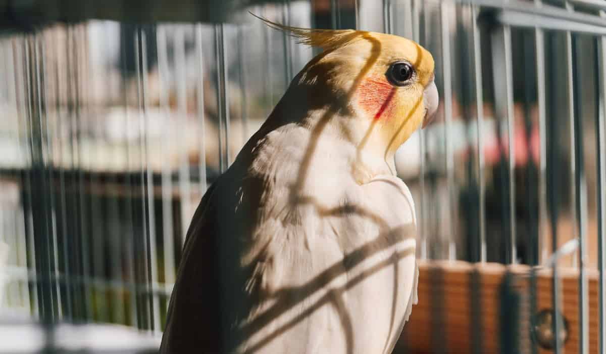 Proper Cage Setup for Cockatiels – A Vet’s Guide – Childhoodpets.com