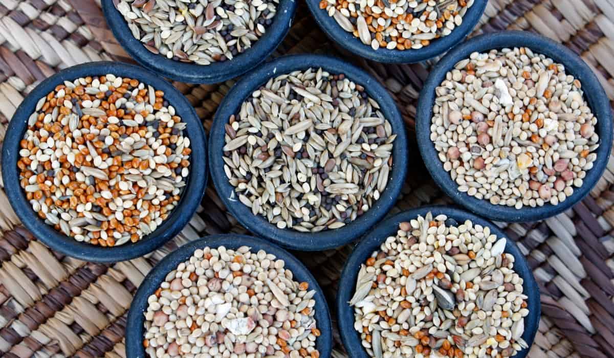 Best Seeds for Cockatiels – A Vets Report – Childhoodpets.com