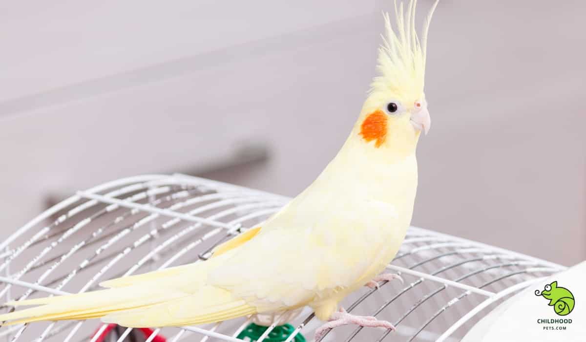 Optimal Cockatiel Cage Size: A Vet’s Guide – Childhoodpets.com