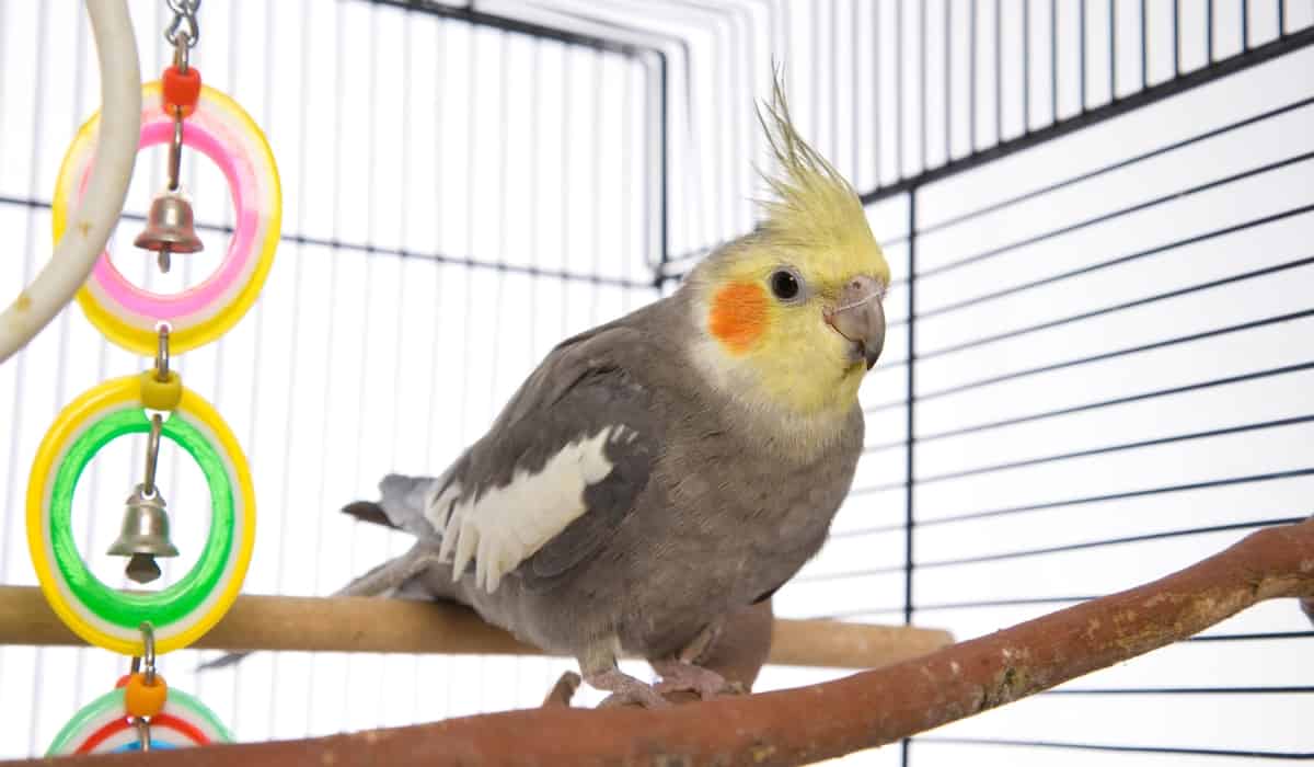 Optimal Cockatiel Cage Size: A Vet’s Guide – Childhoodpets.com