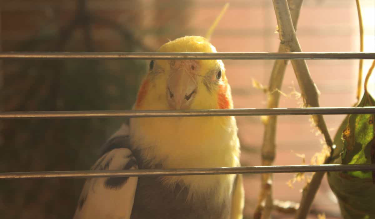 Optimal Cockatiel Cage Size: A Vet’s Guide – Childhoodpets.com