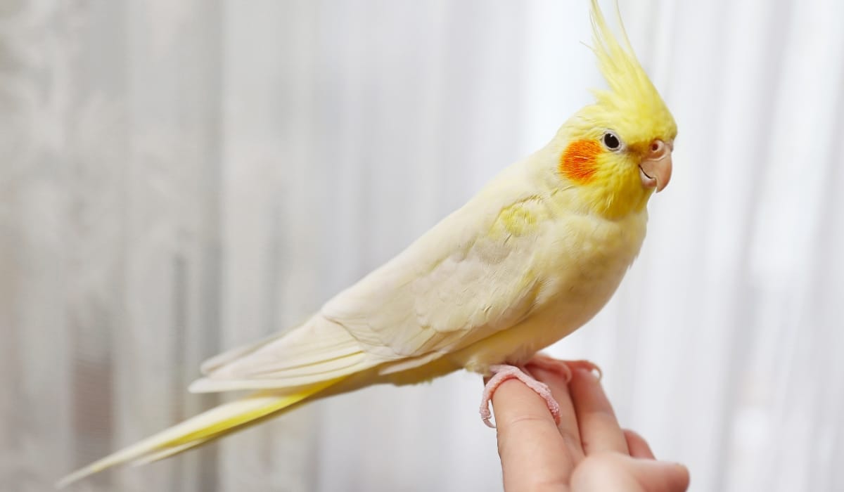 How To Pick A Healthy Cockatiel – A Vet’s Guide – Childhoodpets.com