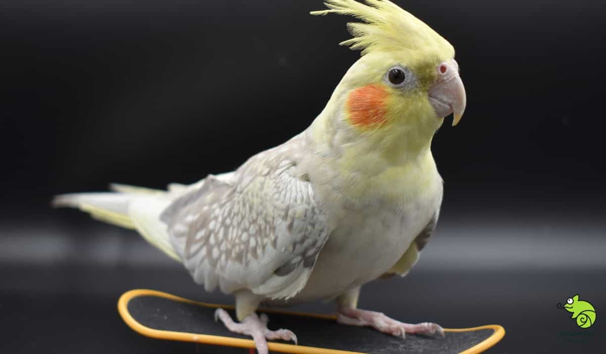 Evaluating Cockatiels’ Vision Quality – A Vet’s Guide – Childhoodpets.com