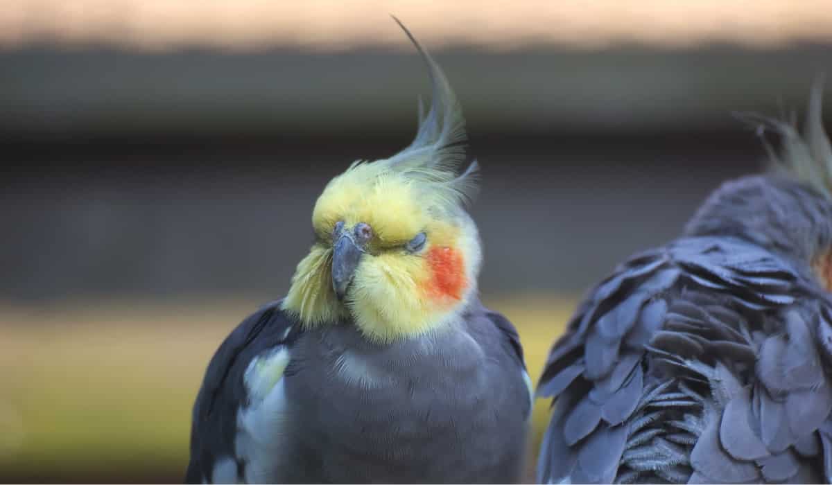 10 Reasons Behind Cockatiel Deaths – A Vet’s Report – Childhoodpets.com