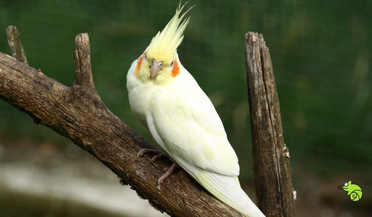10 Reasons Behind Cockatiel Deaths – A Vet’s Report – Childhoodpets.com