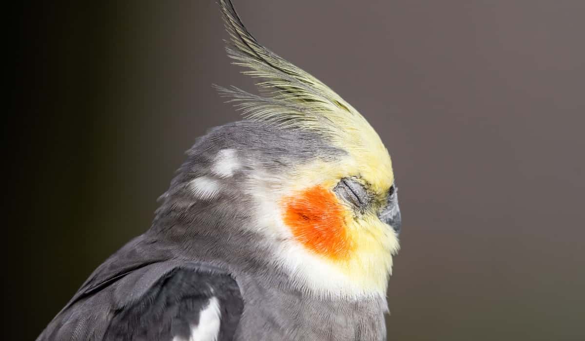 10 Reasons Behind Cockatiel Deaths – A Vet’s Report – Childhoodpets.com